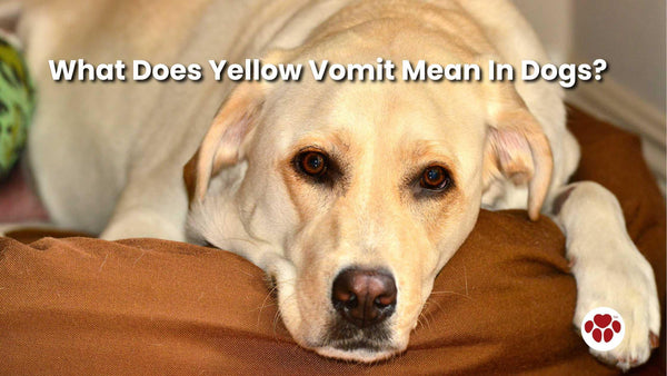 Understanding Yellow Bile Vomiting in Dogs – Paw Origins