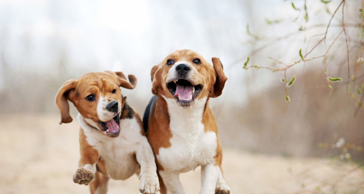 Dog Hearing Aids | Comprehensive Guide to How They Work – Paw Origins