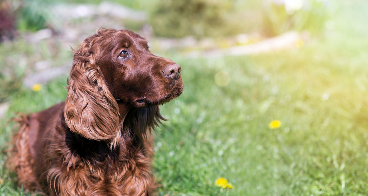 Understanding Staph Infections in Dogs: Symptoms and Treatment Options ...