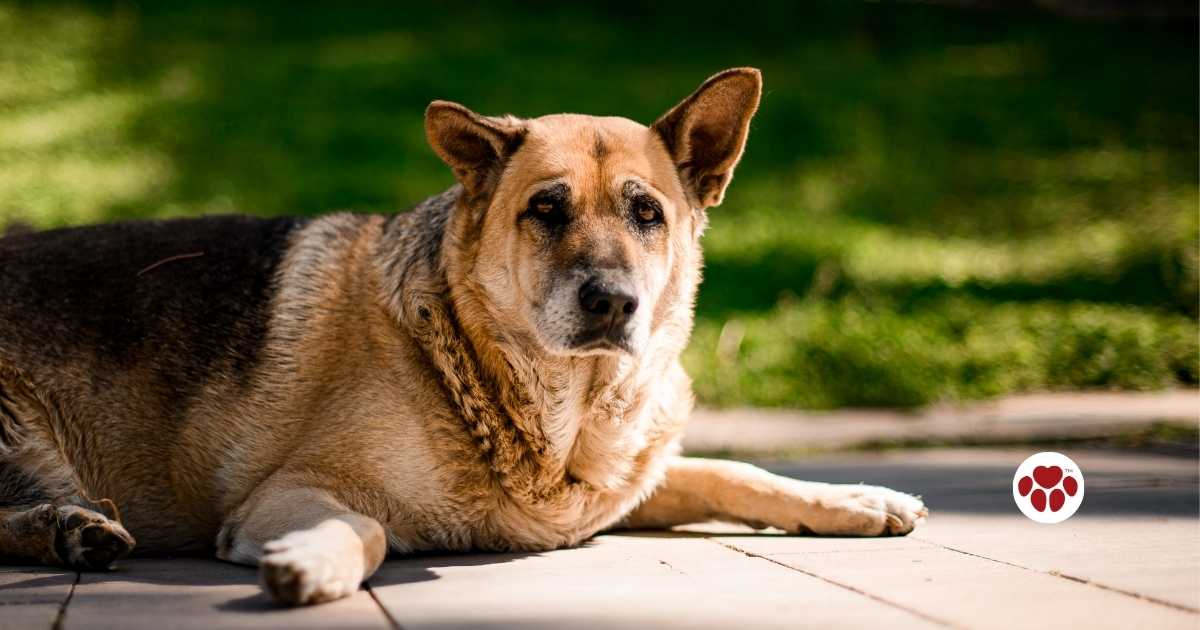 The Dangers of Loving Your Dogs Too Much! – Paw Origins