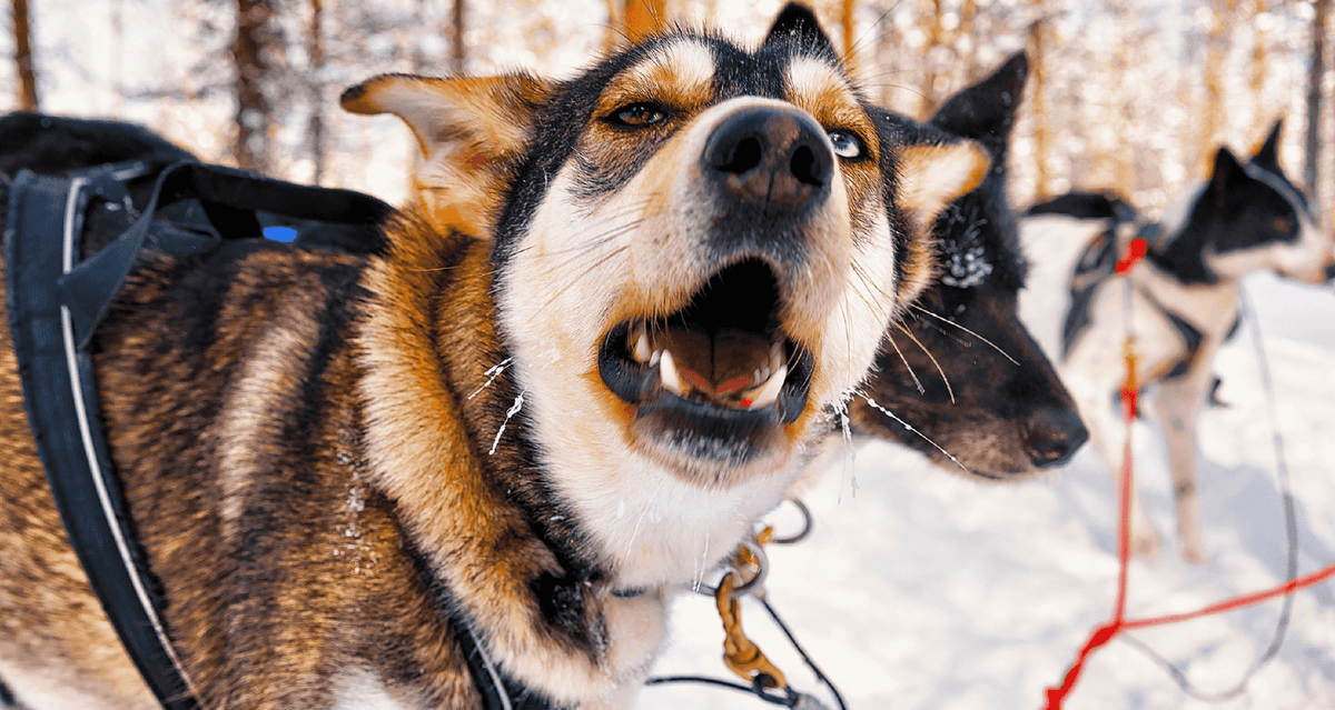 Why Is My Dog Sneezing So Much? 9 Common Causes and Some Remedies – Paw ...